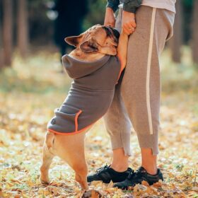PawTrekker All-Weather Dog Boots | BATPIG Pet Supply